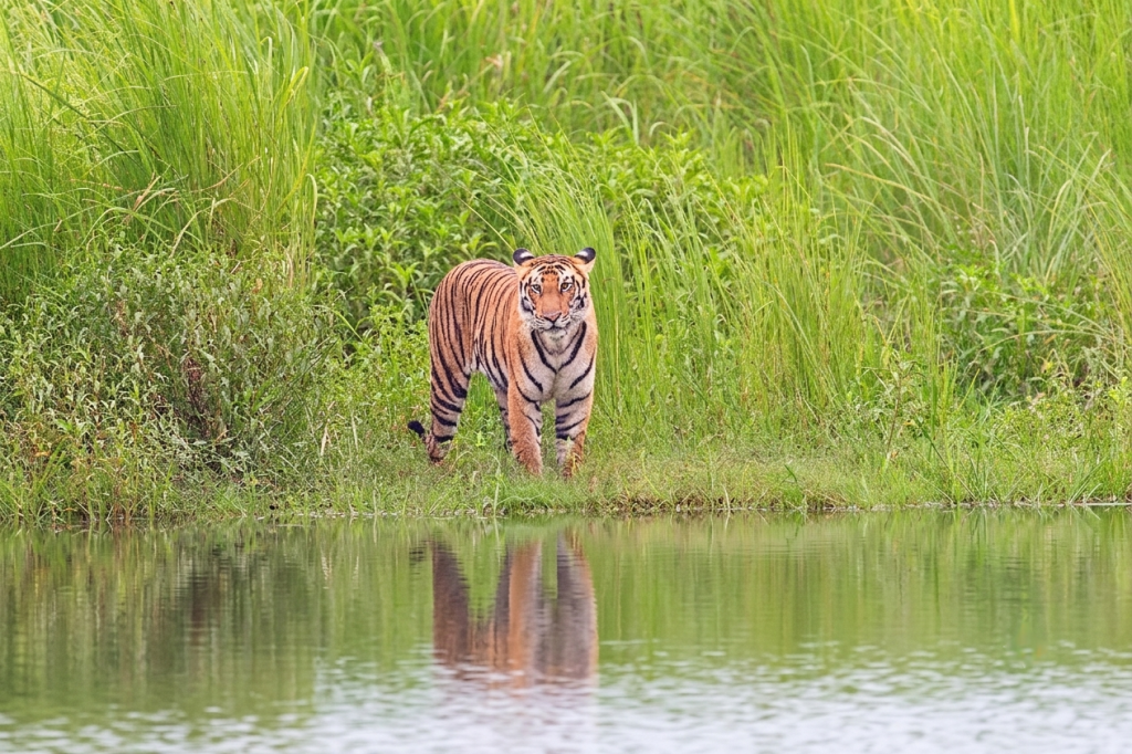 Shadows in the Elephant Grass: A Morning at Bankey Taal – Naturegraphy
