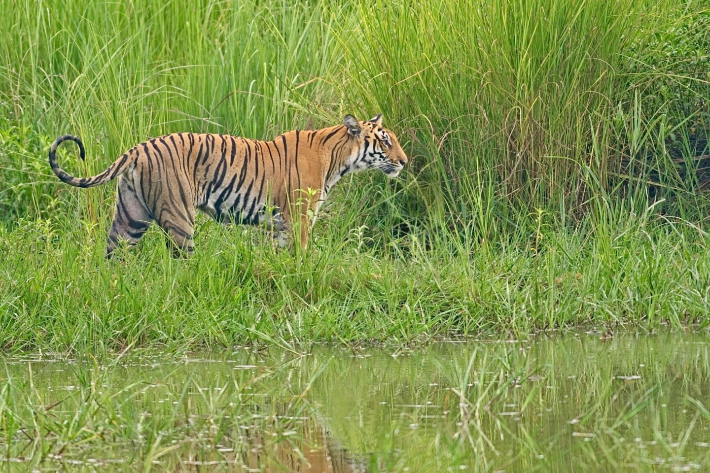 Shadows in the Elephant Grass: A Morning by Bankey Taal. Part II ...